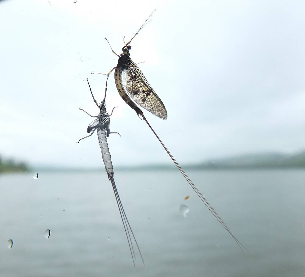 Ecdysis: When Growing Up is More than Skin Deep | The Ark In Space