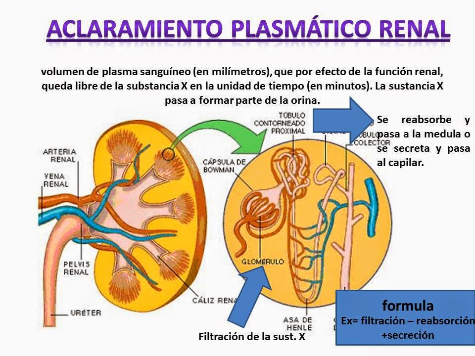 Blog de fisiologia UAS de Luis Angel Garate Martinez: ACLARAMIENTO ...