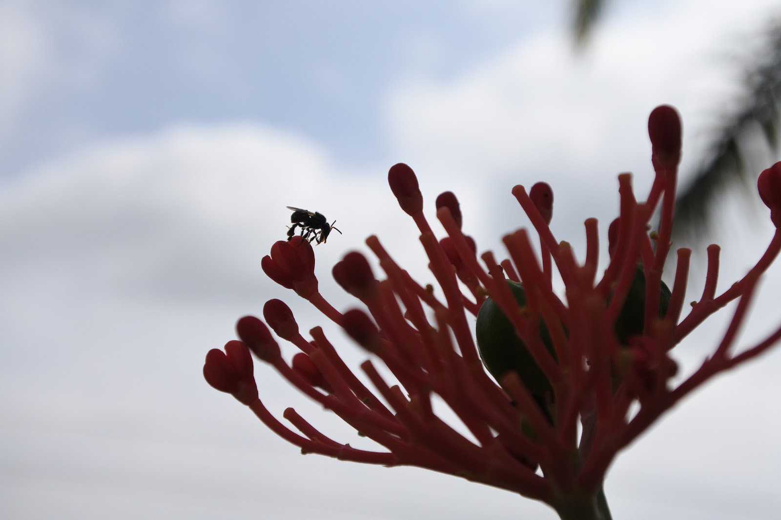 Bunga-bunga kecil yang Cantik