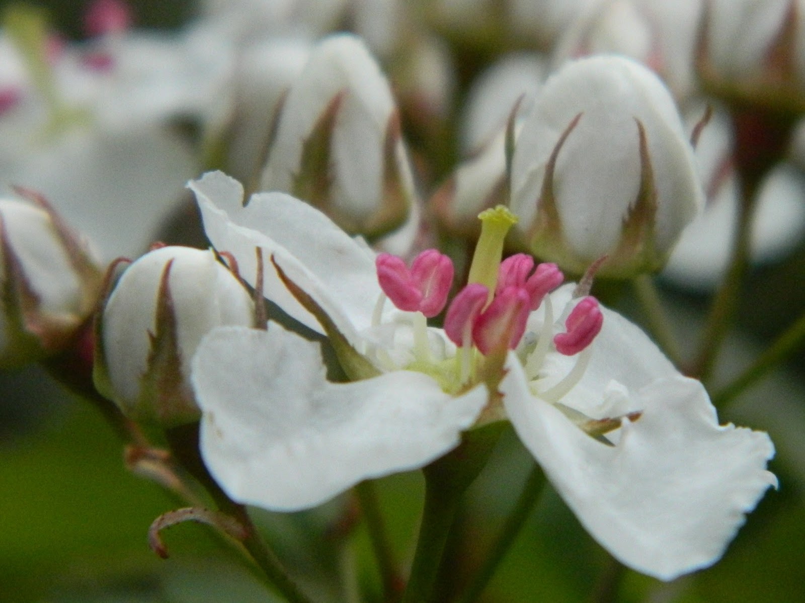 lise-s-log-cabin-life-can-you-identify-this-flower