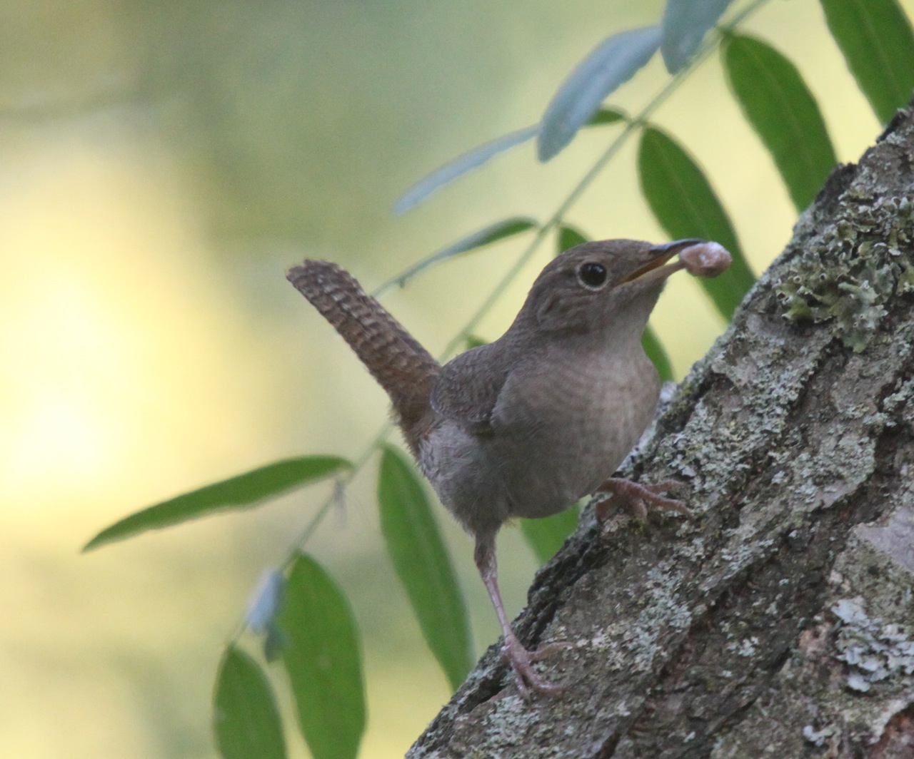 Kalamazoo Seasons: Wren