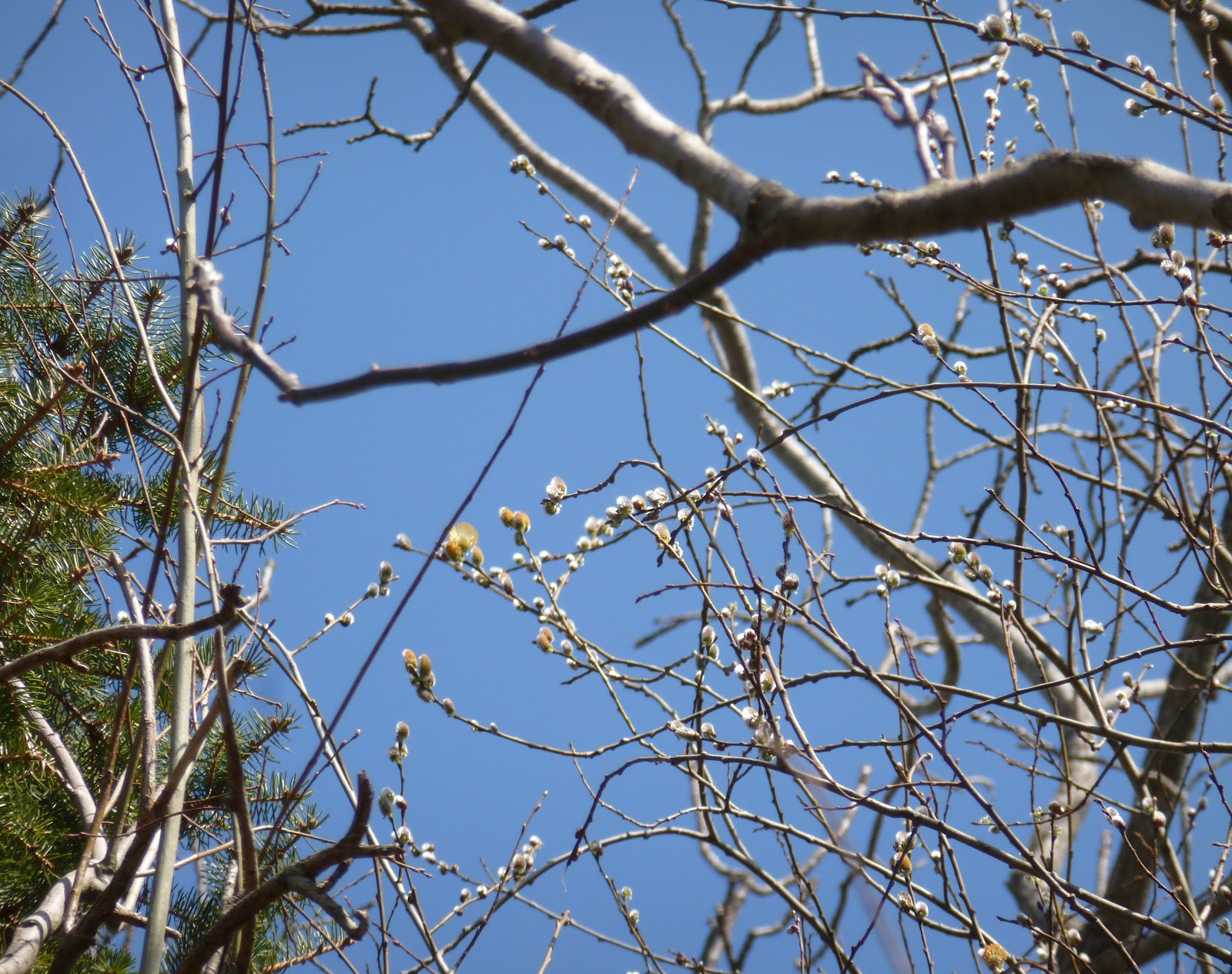 Jarvis House: Early Spring 2012 Flowers in the Jarvis House Garden