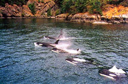 Naturaleza: Las Orcas.