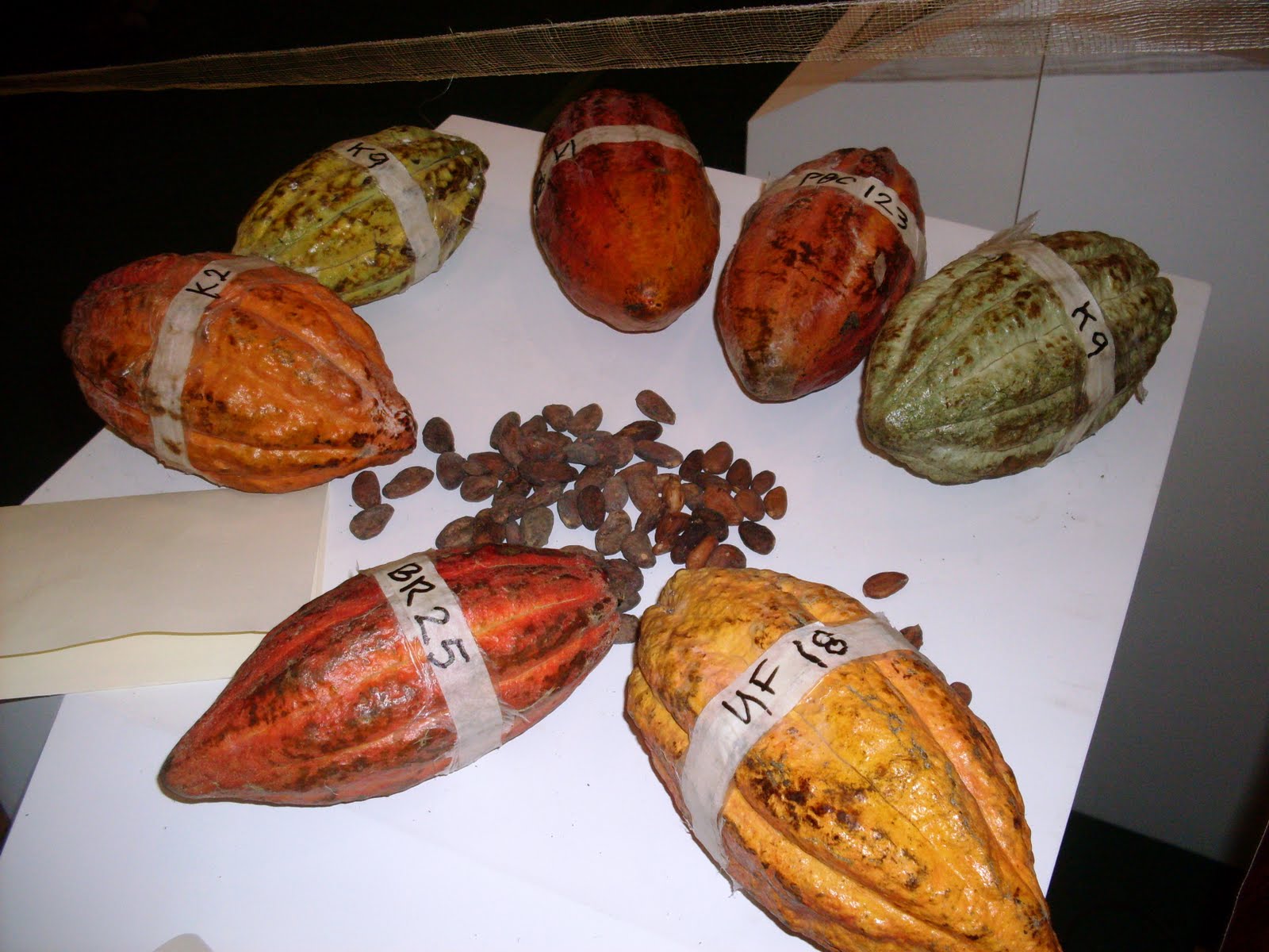 Cacao Diseases in Central America 4