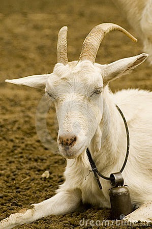 Blue Starr Gallery: Goat Bells, Pendulums, & Plumb Bobs