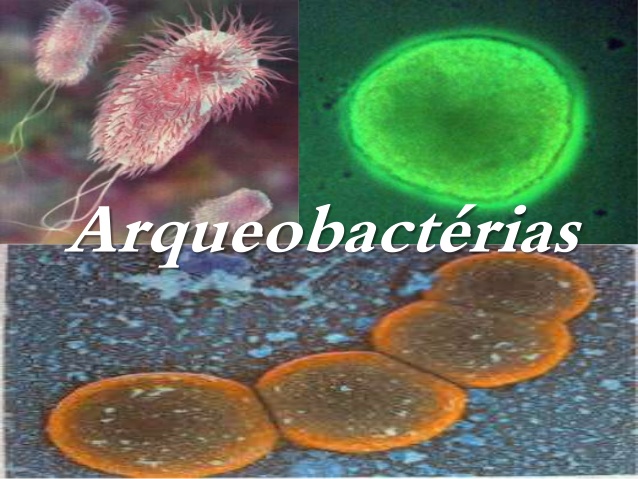 Arqueobactérias. | Biologia: A ciência da vida
