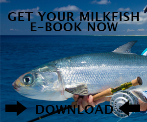 Is Milkfish Good or Bad? Here is the Answer! | Indonesia Milkfish ...