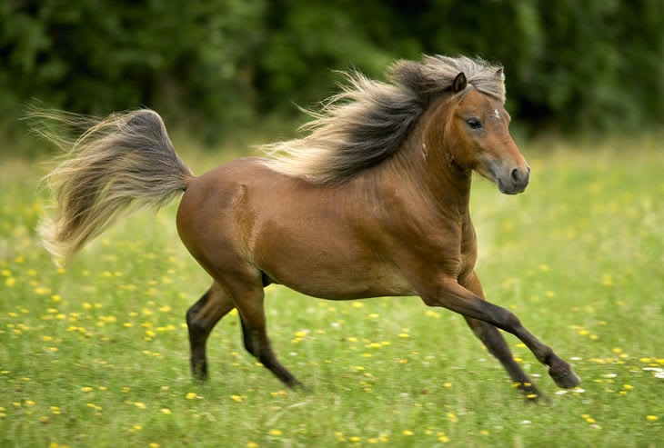 Hope and Horses: Horse Color Genetics: The Silver Gene