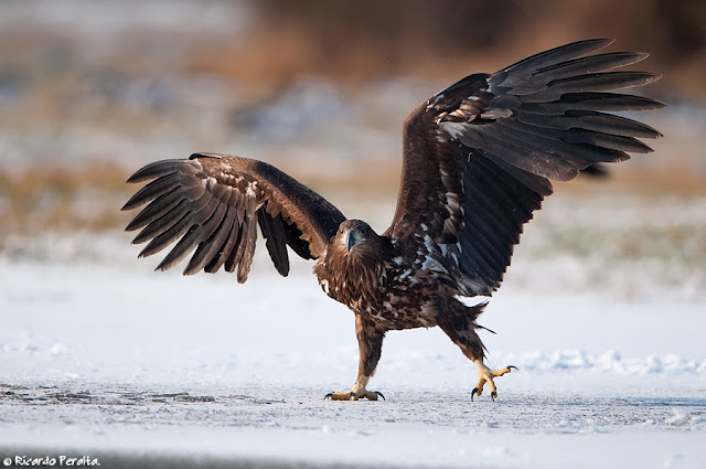 Ricardo Peralta. Fotógrafo de Naturaleza: Fotografiando en Polonia al ...