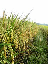 Cara Budidaya Tanaman Padi Yang Cepat Panen