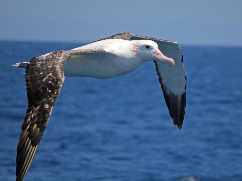 Natureza e Vida: OS ALBATROZES TÊM A MAIOR ENVERGADURA DE QUALQUER AVE ...