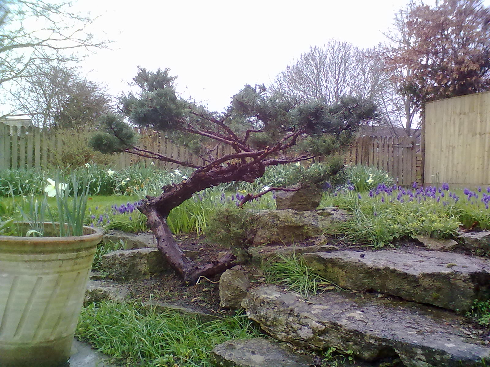Rachel the Gardener: How to: start a Cloud pruned Juniper from scratch
