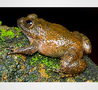 News Feed: Meowing frog, other species discovered in India