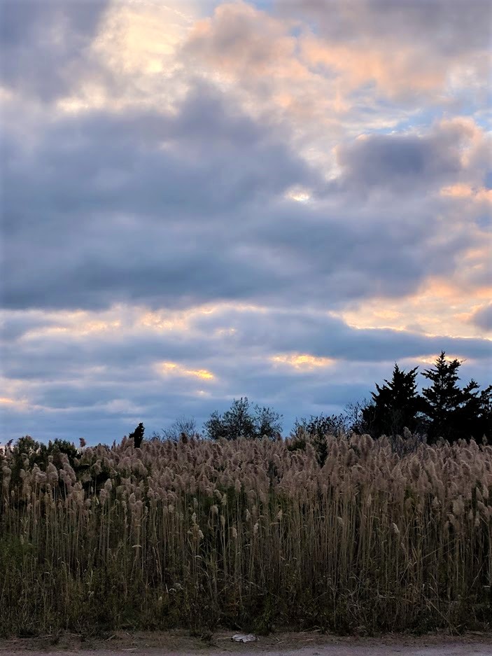 Cottage by the Sea : Cold, Windy Friday