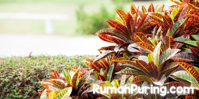 Mengupas Tuntas Tentang Puring Oscar - rumah puring