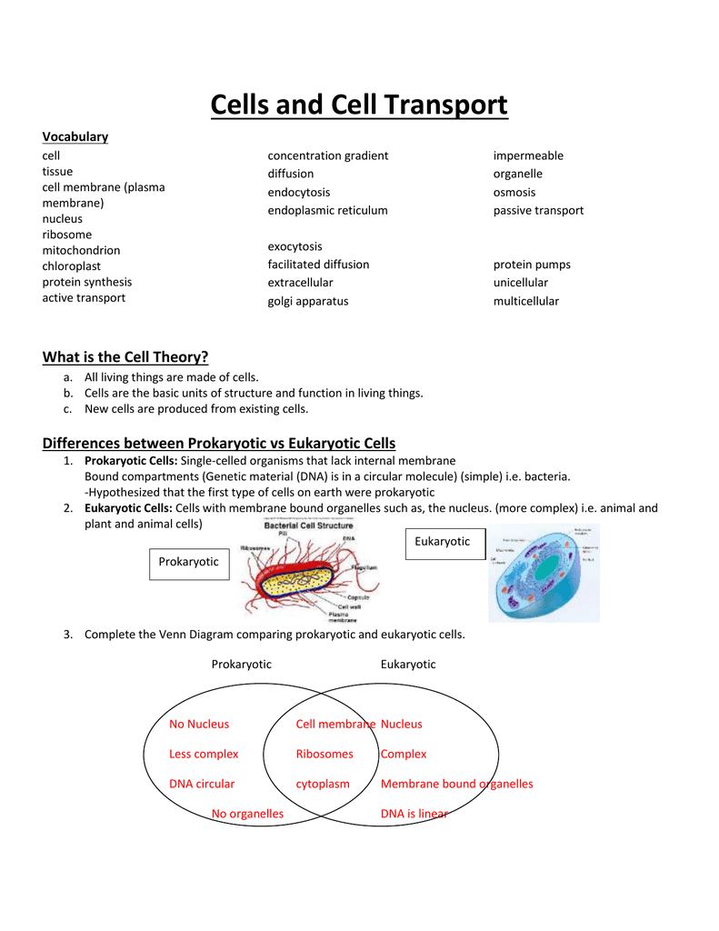 Passive Transport Vs Active Transport Venn Diagram - Collage Template