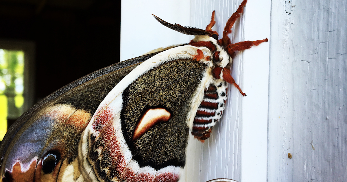 National Moth Week 2017