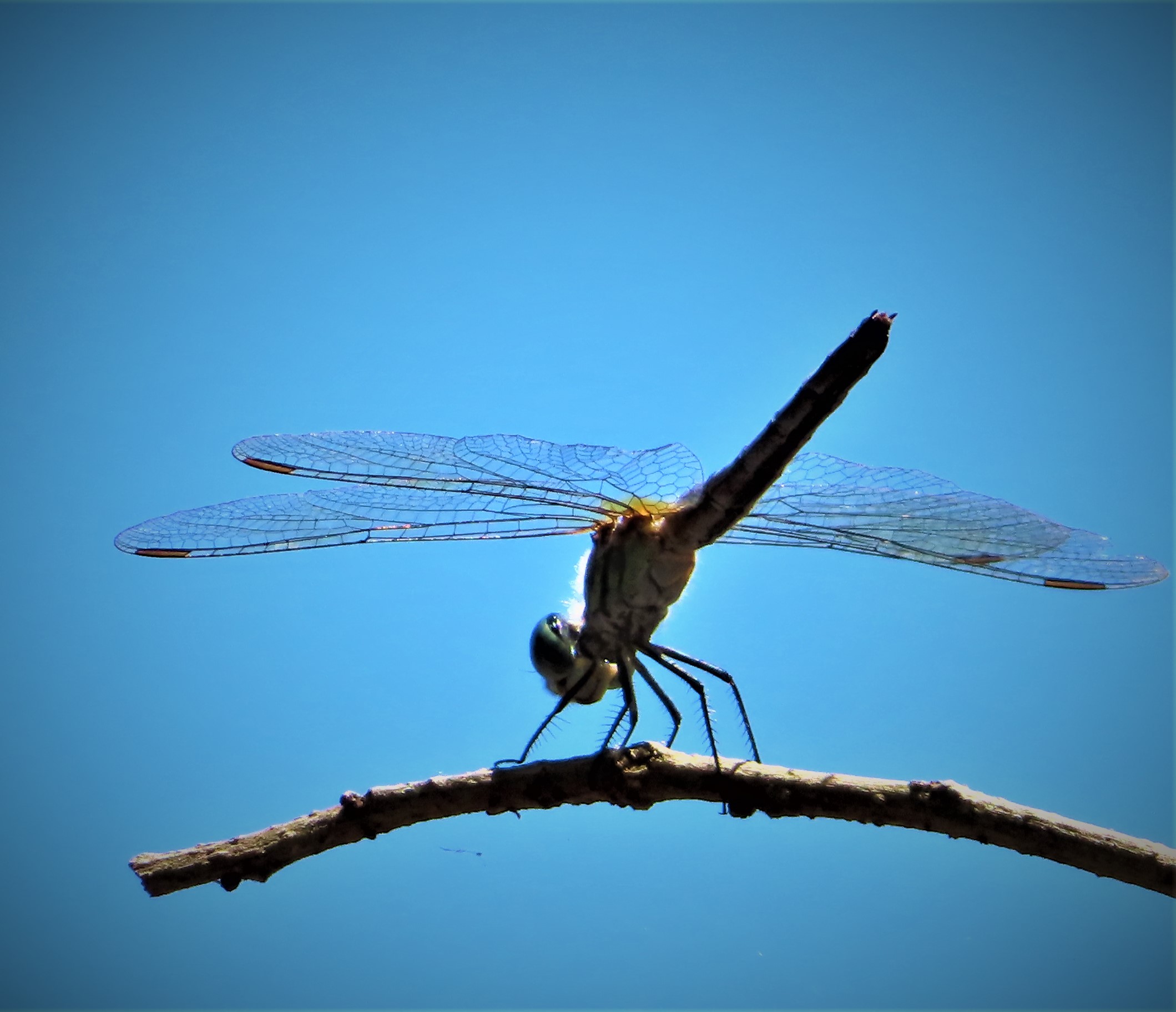 Angels for You: Dragonfly Memories: An Angel Message