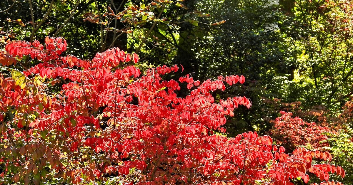 Garden Diary: Burning Bush Color.