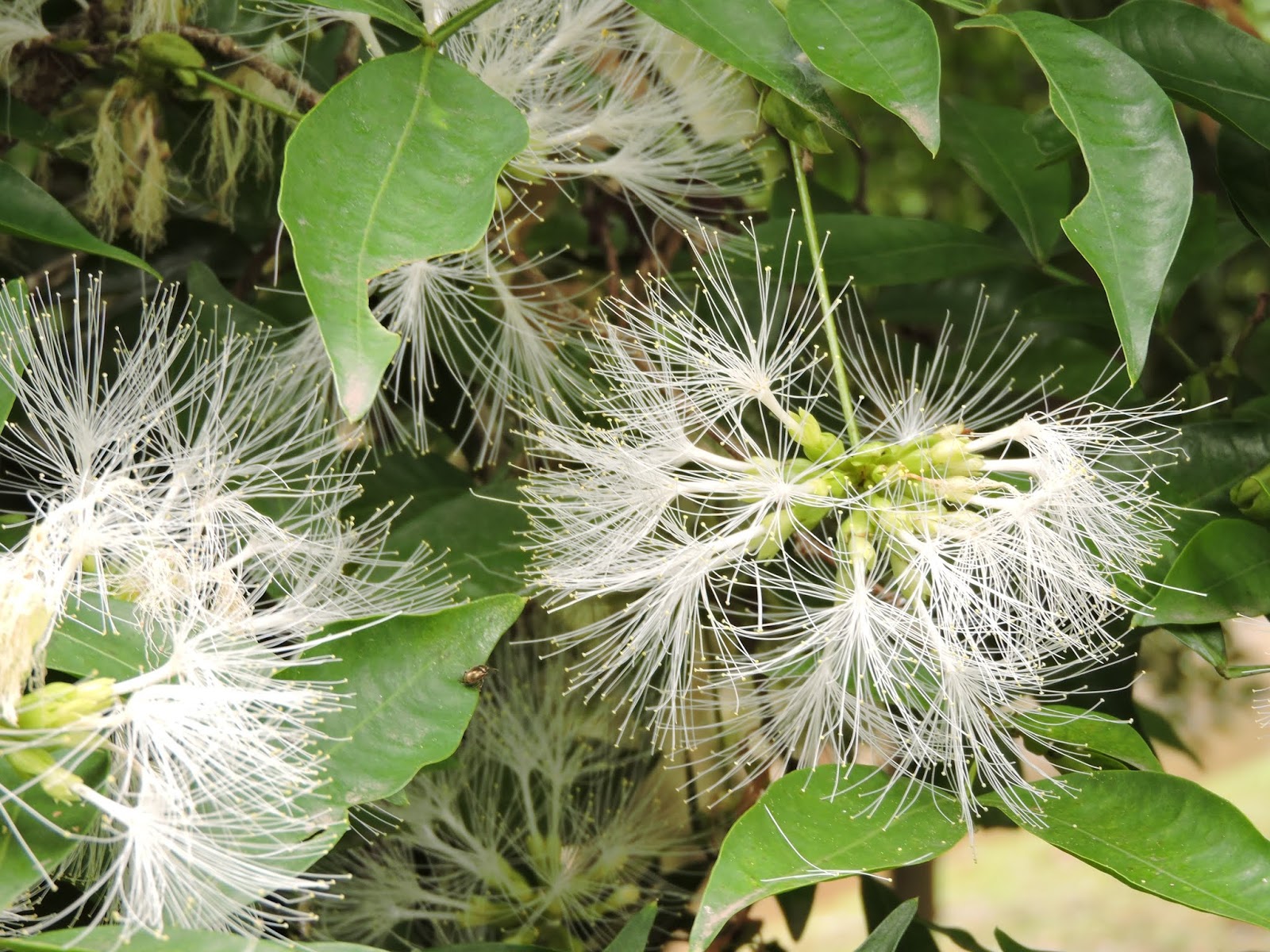 Fabaceae - Leguminosae no Brasil: Fabaceae - Inga cordistipula Mart ...