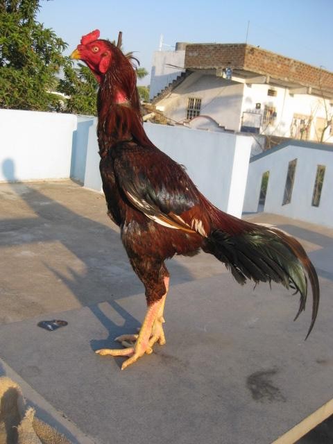 KING GHAZI: Indian Asil