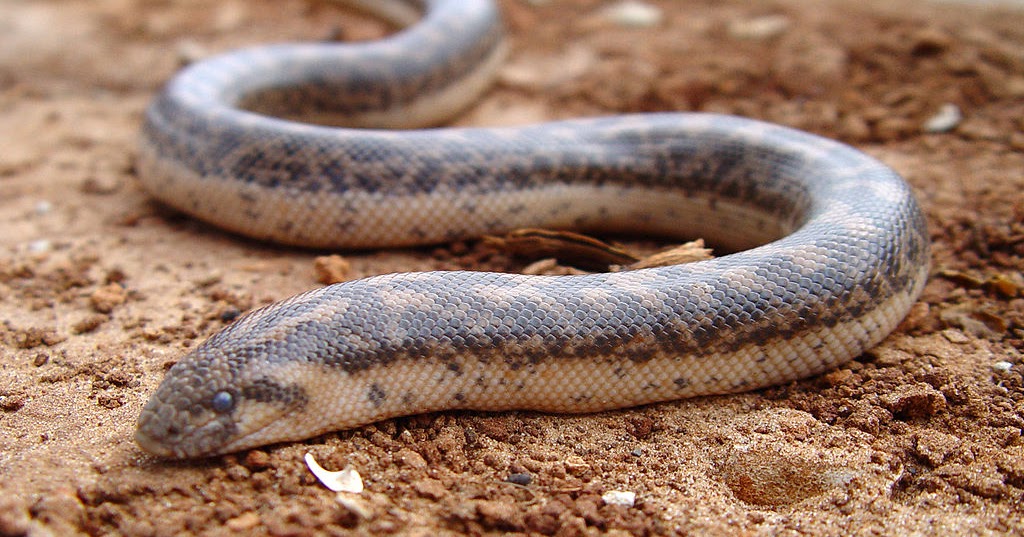 Balkan Wildlife: List of snakes in Bulgaria