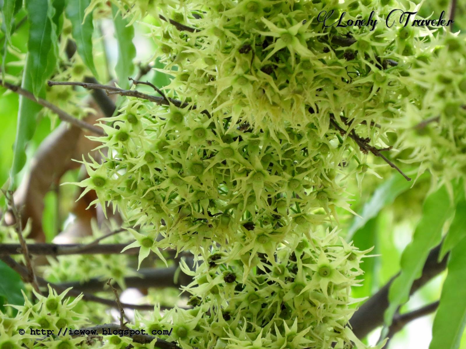 Debdaru ful (দেবদারু ফুল) - Polyalthia longifolia