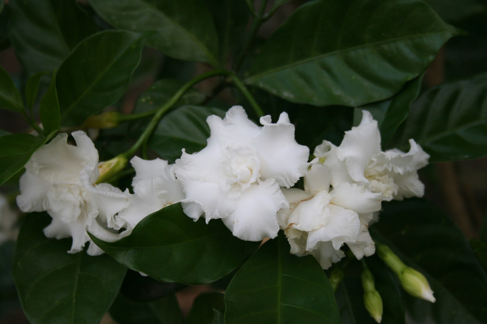 Haiti Hiatus: Brother Edward Shows Us a Glimpse of the Abundant Plant ...