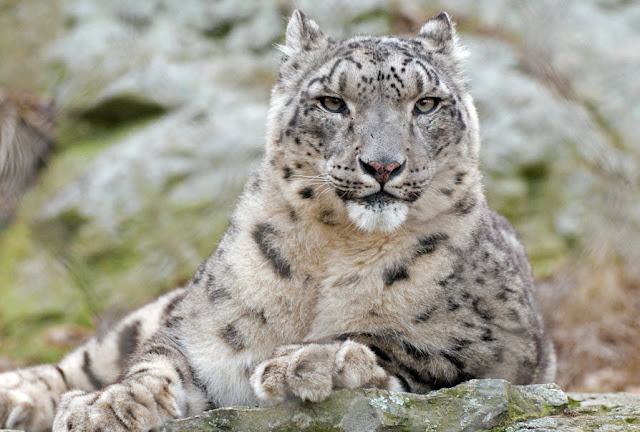 Snow Leopard | The Biggest Animals Kingdom