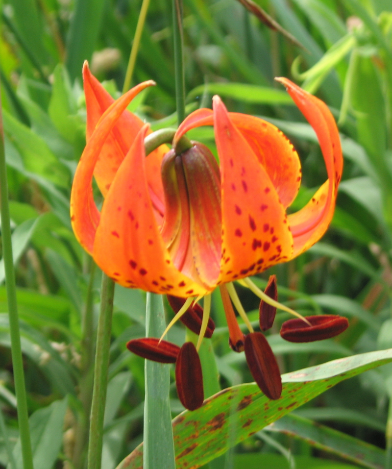 The Lucas Countyan: Orange, glorious orange