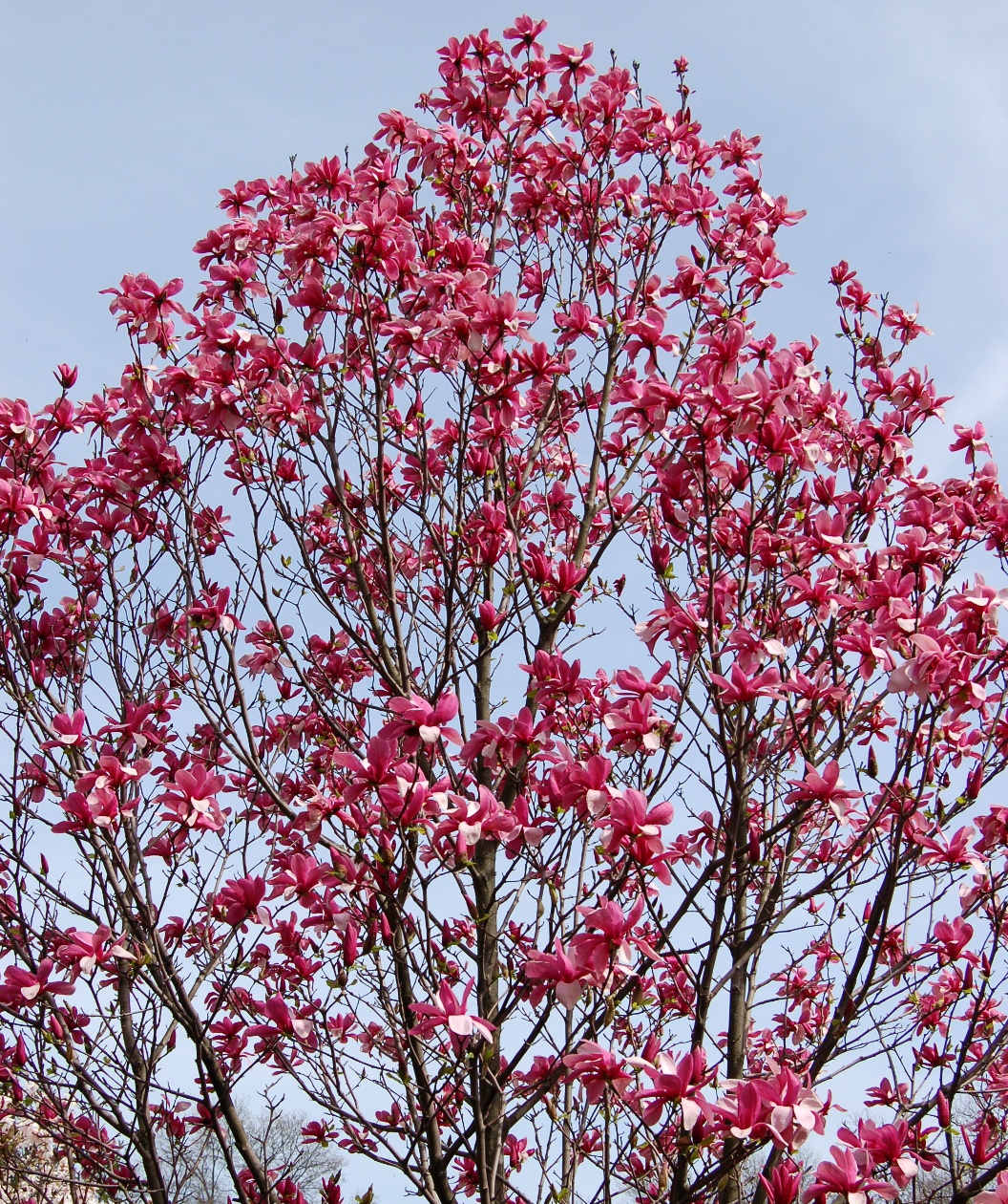 Colorado Garden Punch List - Betty Cahill: Spring Magnolia Show