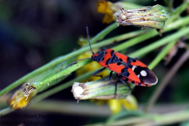 VILLENATURA: Lygaeus equestris