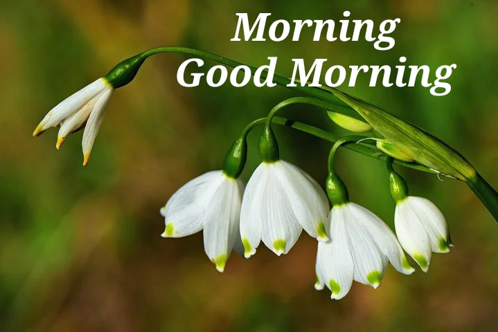 Top 10 Good Morning Images greeting Pictures,Photos for Whatsapp - Good ...