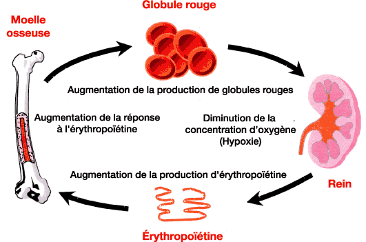Physiologie rénale | Récap' IDE