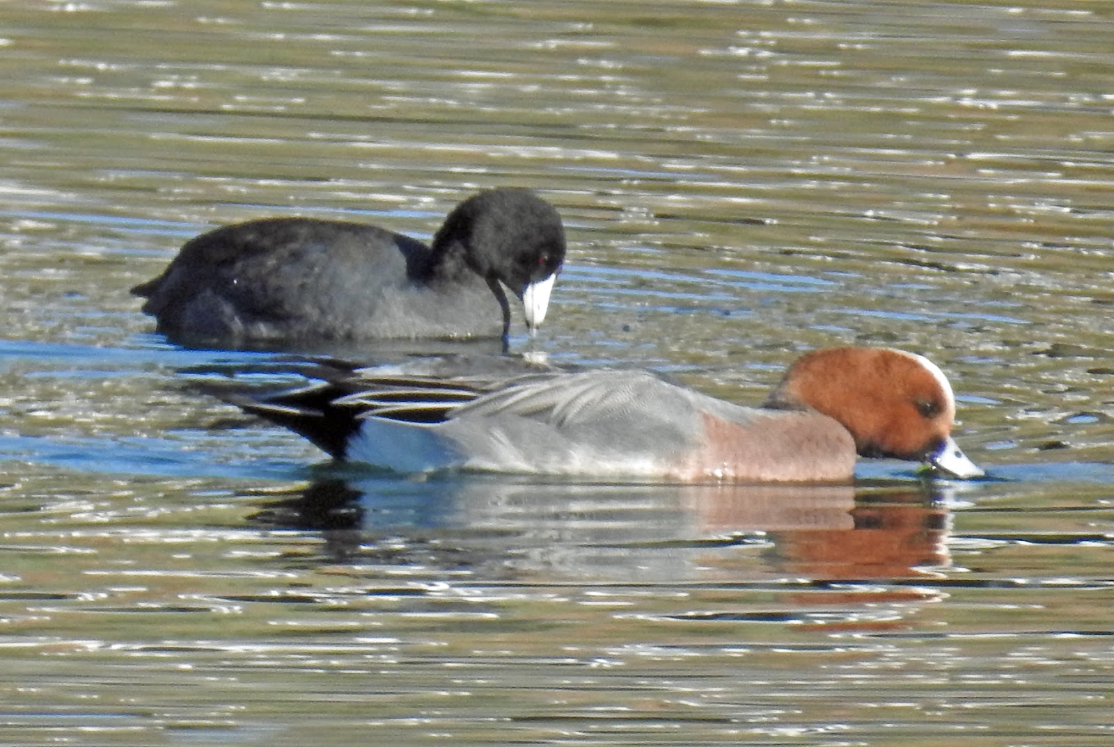 Cascade Ramblings: Rare Bird on the Colorado River
