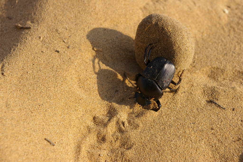 Real Monstrosities: Dung Beetle