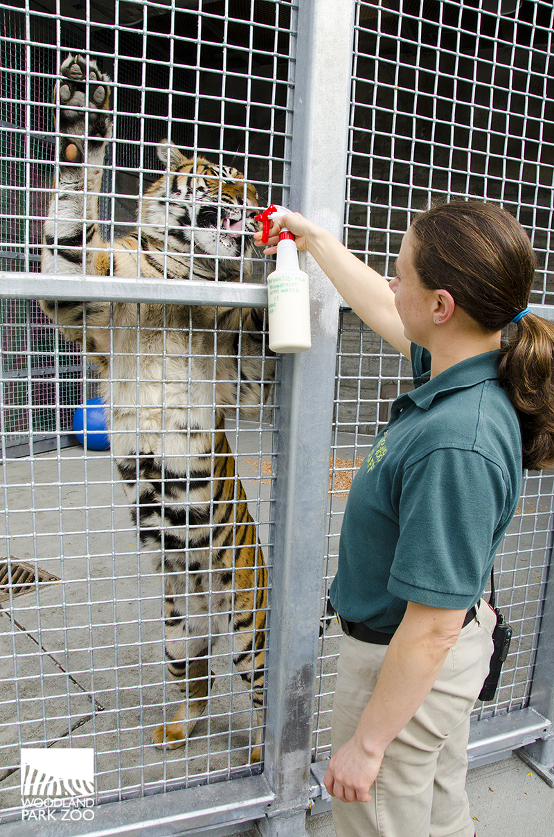 What is it like to be a tiger keeper?