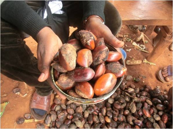 非洲梨木 莫阿比 Moabi | 樹沃客樹藝