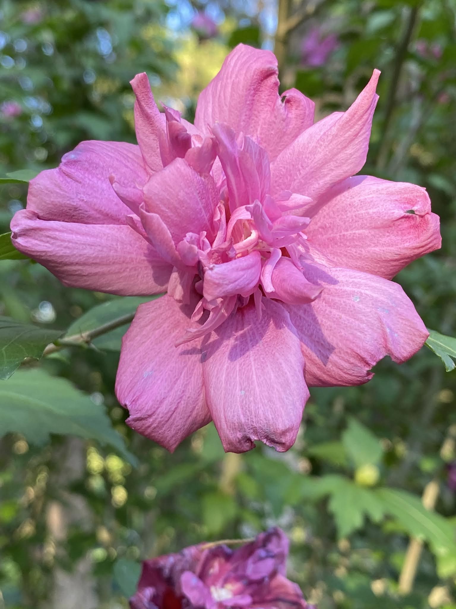 Lisa Bonassin's Garden: Double Red Althea June 19, 2021
