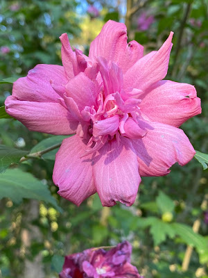 Lisa Bonassin's Garden: Double Red Althea June 19, 2021