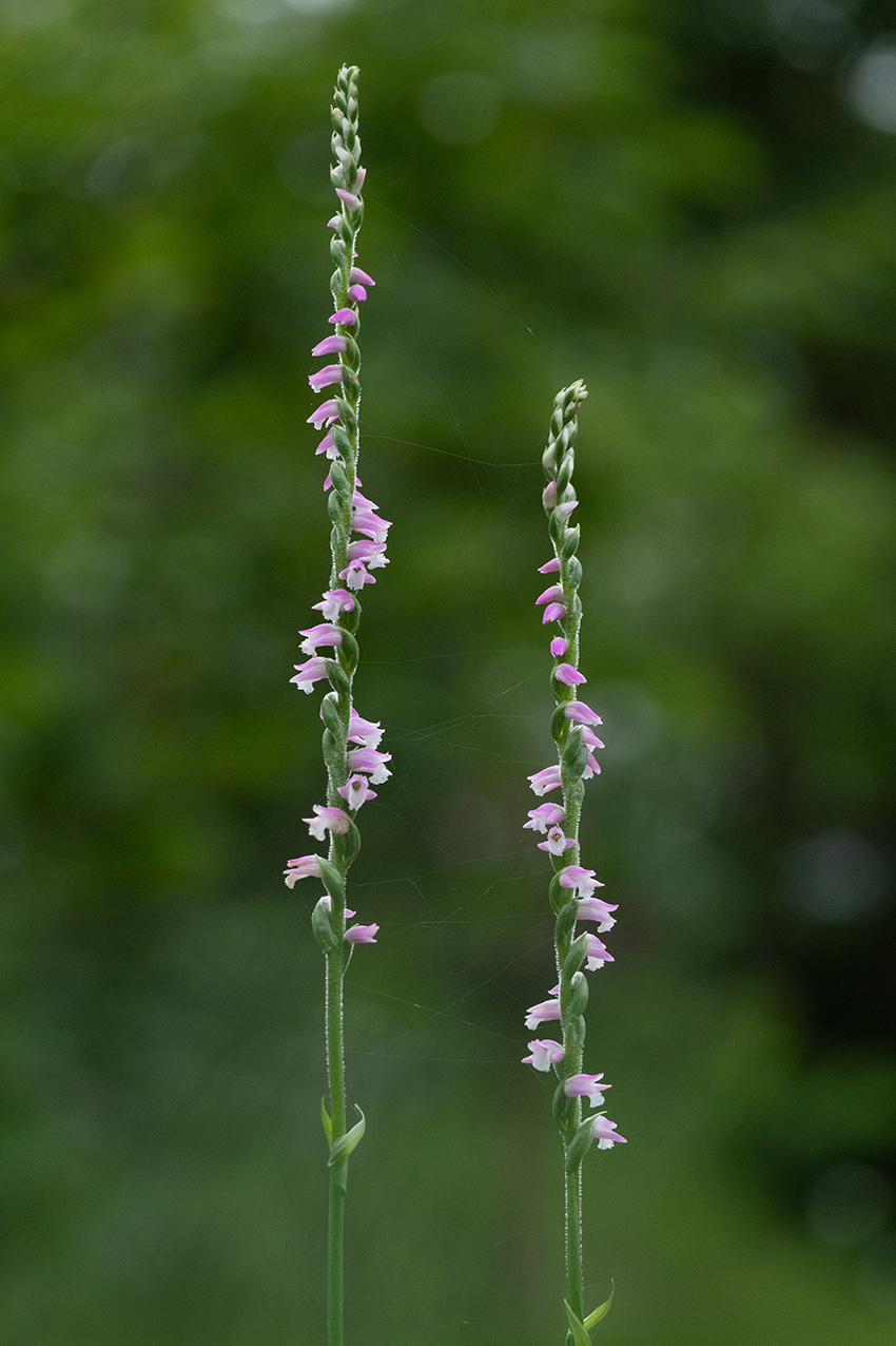 野の花百景: ネジバナ（Nejibana）