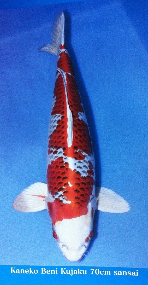 Beautysmile-Koi: Kaneko Koi Farm