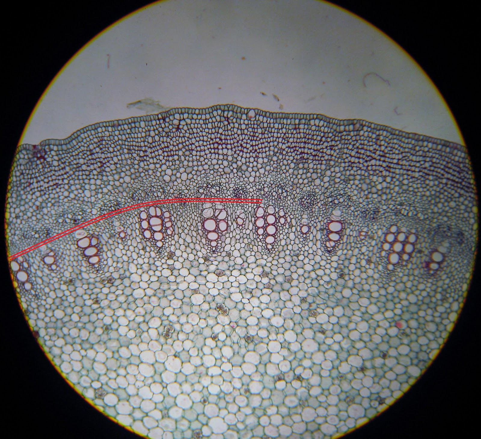 UBC Biology 210 Blog: Lab 4 - Stems: Structure and Function