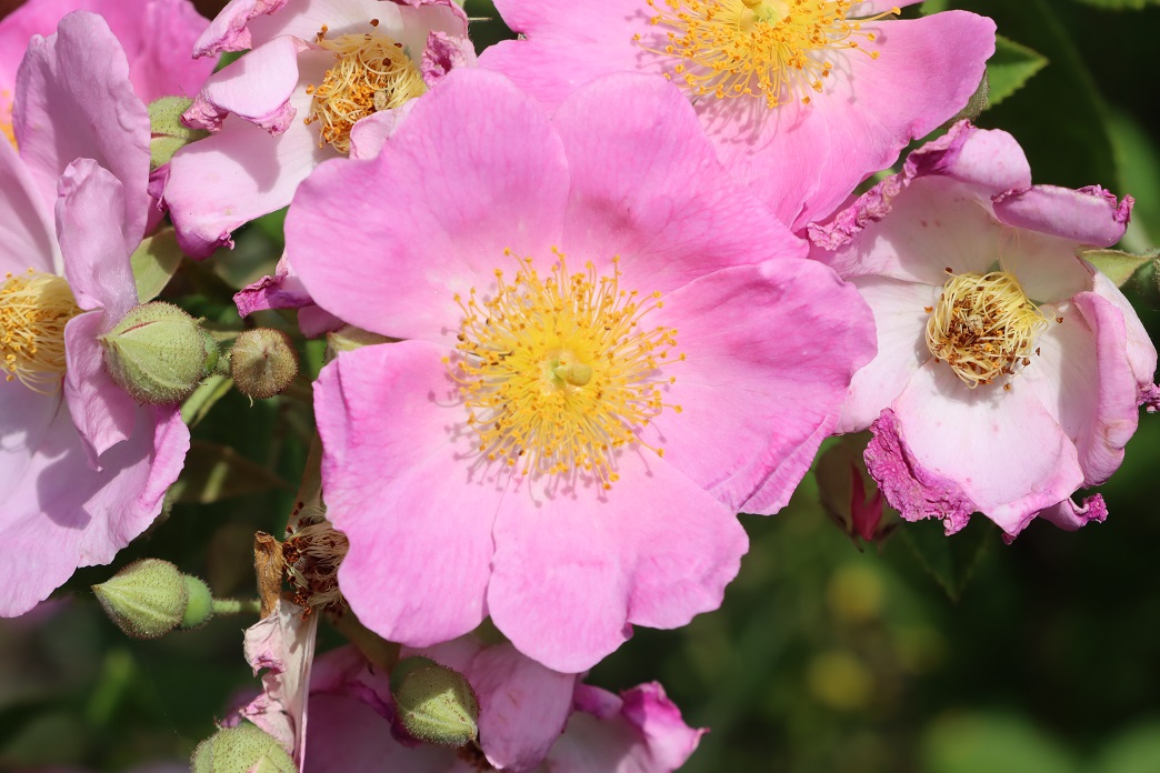 Michigan Exposures: Some Wild Roses