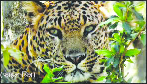 जेऊरमध्ये बिबट्याचा वावर; 3 मेंढ्याचा पाडला फडशा