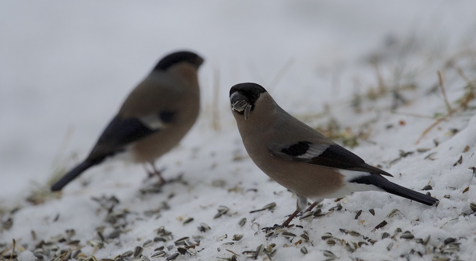 Naturfoto Einar Hugnes: Sultne småfugler på foringa