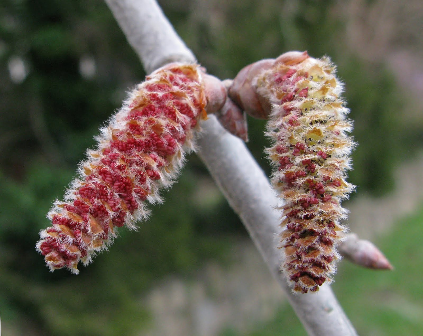 Aclamidea - Botánica integra