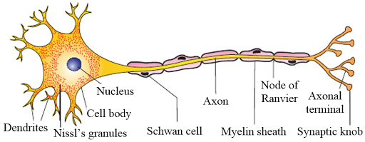 Neural Control and Coordination - Notes | Class 11 | Part 1: Structure ...