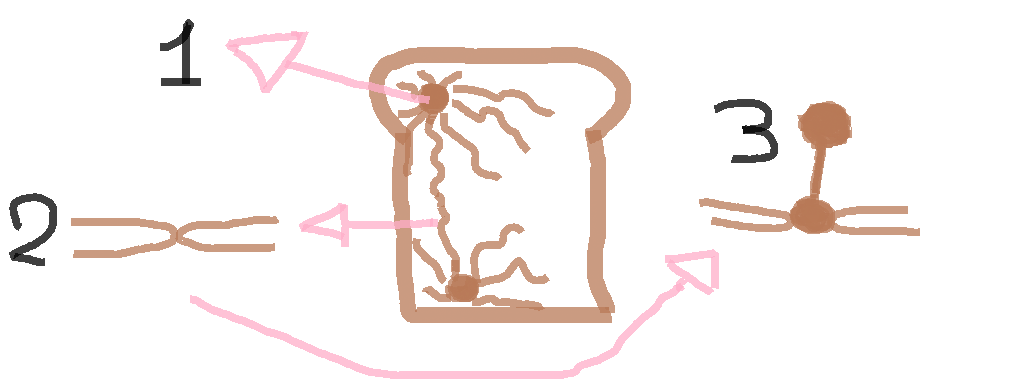 CFB BLOGGERS: ORGANISMOS SAPRÓFAGOS