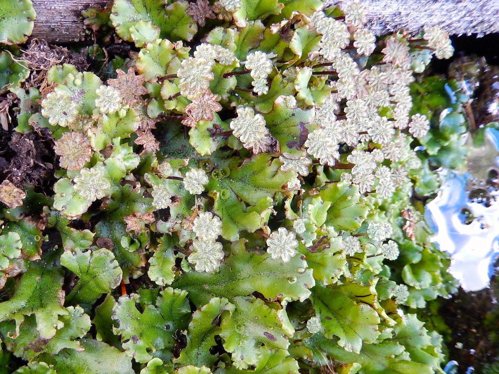Powell River Books Blog: Coastal BC Plants: Marchantia Liverwort